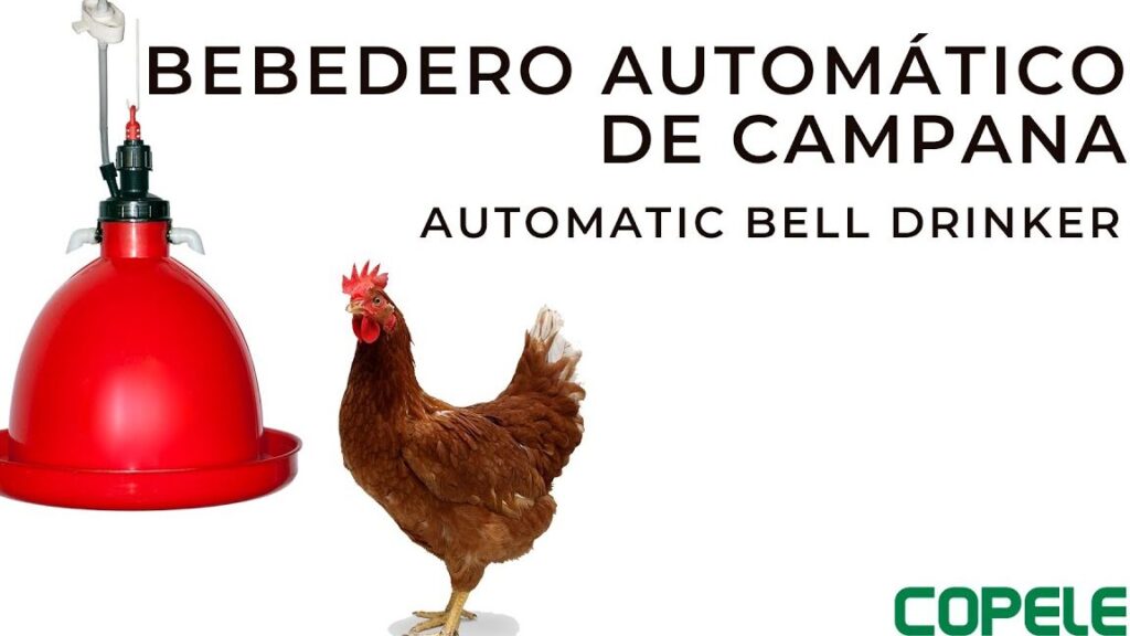 Bebederos automáticos para pollos de engorde: una solución eficiente ...
