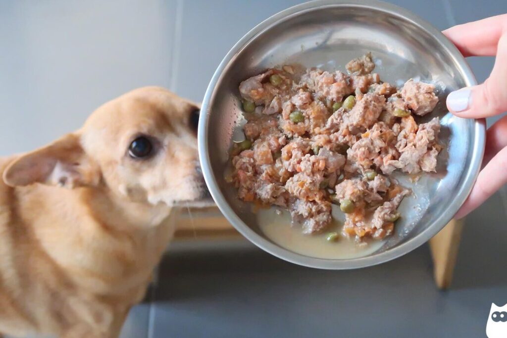 Comida para hacer engordar a un perro: consejos y recomendaciones ...
