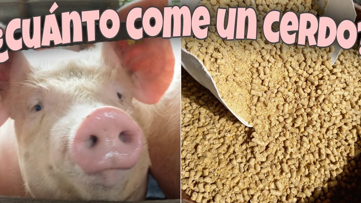 ¿Cómo alimentar cerdos de engorde de manera eficiente? - Todo Engorda