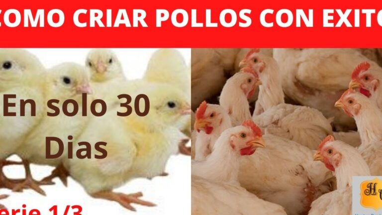Cómo criar pollos de engorde en 30 días - Todo Engorda