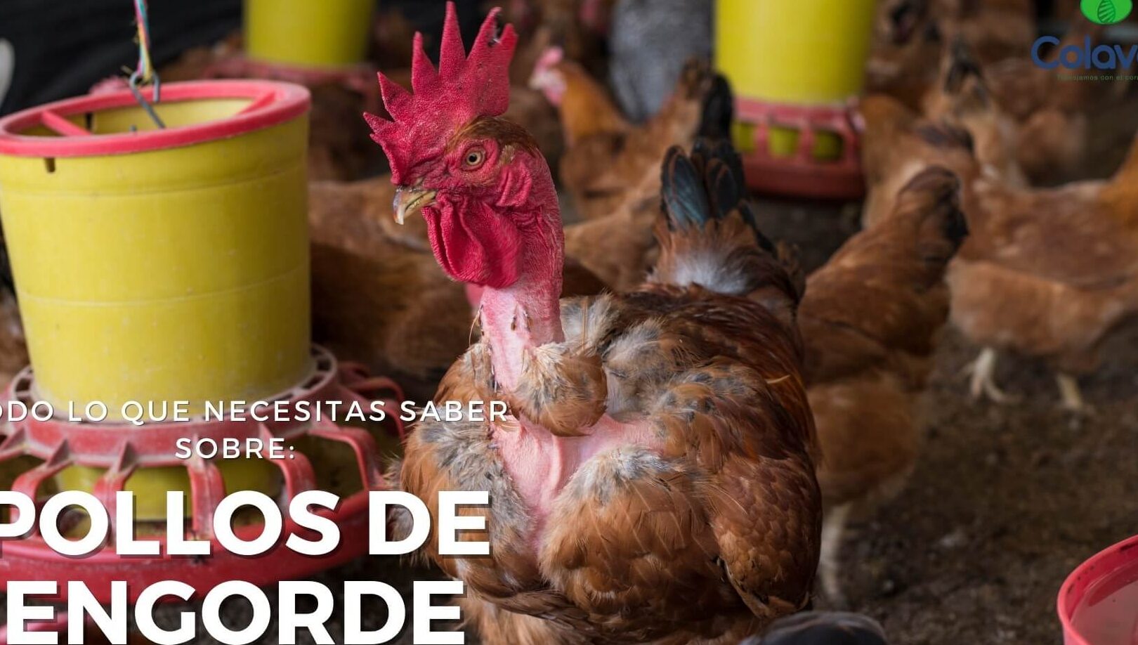 Cómo cuidar pollos de engorde de manera adecuada - Todo Engorda