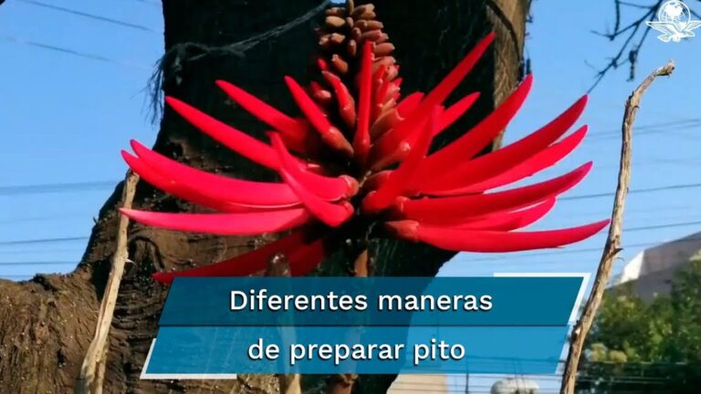Cómo engordar el pito: Consejos y recomendaciones - Todo Engorda