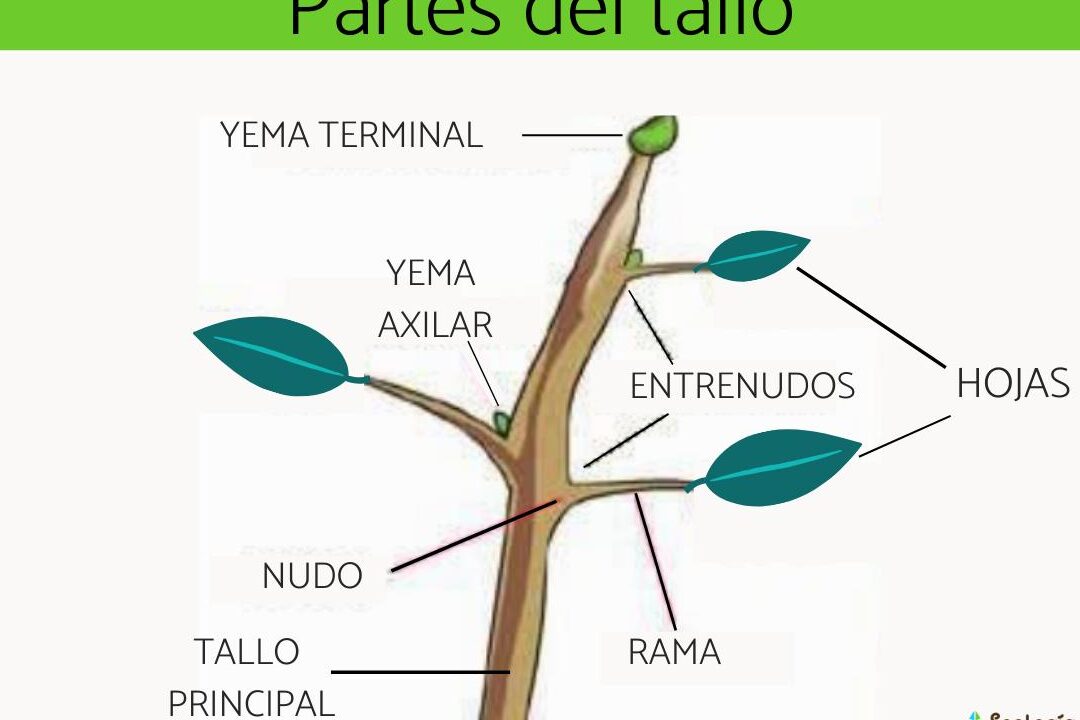 ¿Cómo engordar el tallo de una planta? - Todo Engorda