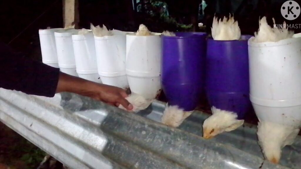 Cómo sacrificar pollos de engorde de manera adecuada - Todo Engorda