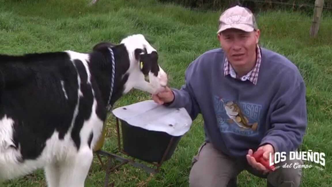 Cómo engordar terneros rápido: consejos y recomendaciones - Todo Engorda