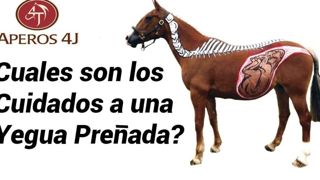 Cómo engordar una yegua preñada: consejos y recomendaciones - Todo Engorda