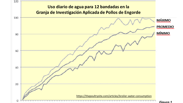 Consumo de agua en pollos de engorde: ¿Qué debes saber? - Todo Engorda
