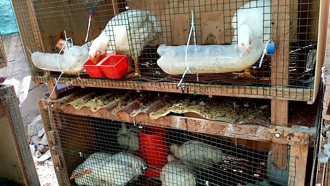 Corrales para pollos de engorde: Cómo garantizar una crianza saludable ...