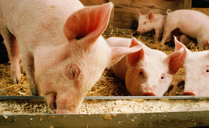 Crianza de cerdos de engorde: una mirada a la producción de carne ...