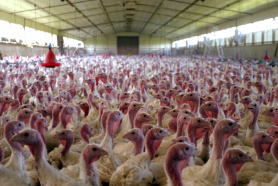 Crianza de pavos de engorde: una guía completa - Todo Engorda