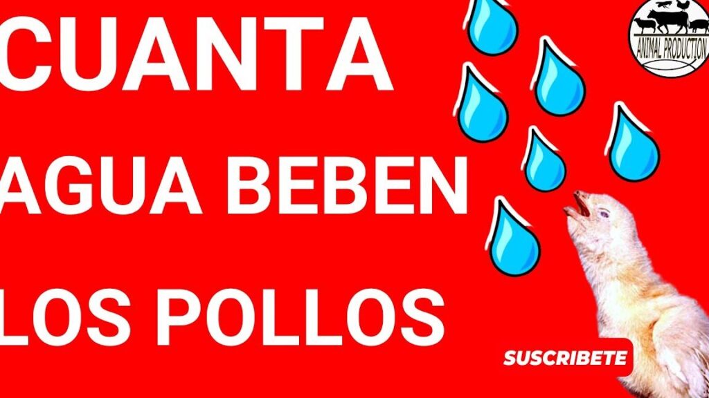Cuanta agua consume un pollo de engorde al día: Un factor clave en la ...