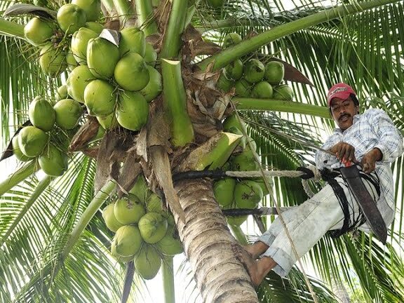 ¿Cuánto engorda el coco? Descubre la verdad sobre este alimento ...
