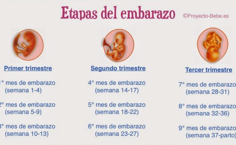 ¿Cuánto se engorda en el embarazo? Descubre la verdad sobre el aumento ...