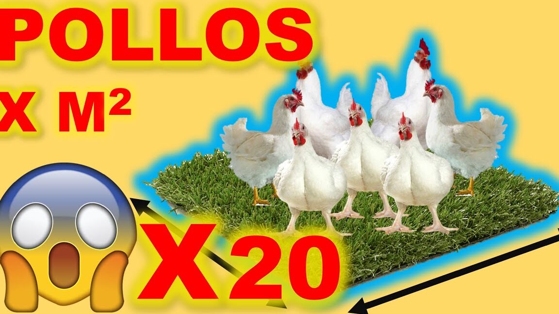 Cuántos pollos de engorde entran en un metro cuadrado - Todo Engorda