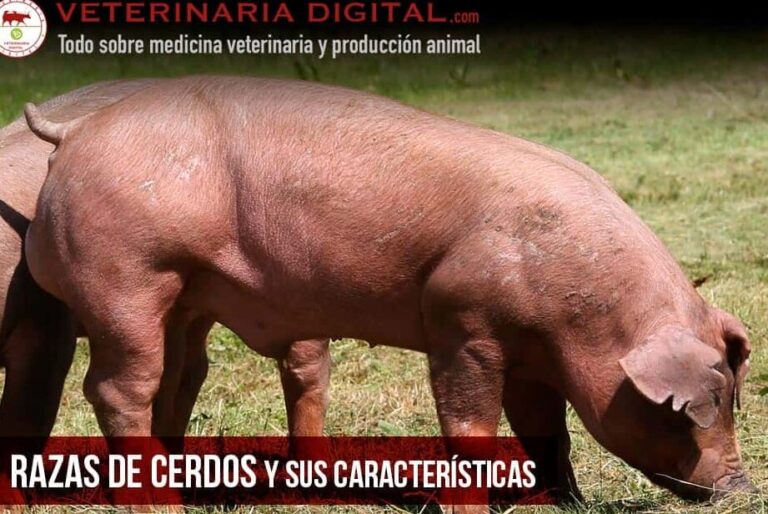 Engorda de cerdos pdf: Todo lo que necesitas saber sobre la ...