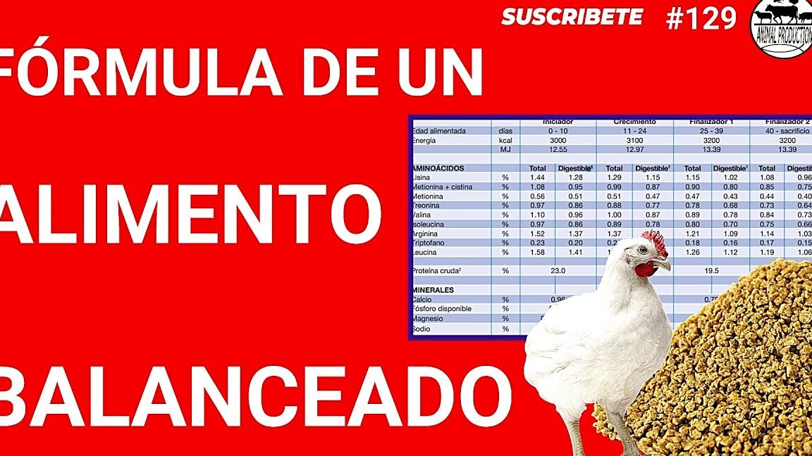 Dietas para pollos de engorde: cómo alimentar adecuadamente a tus aves ...