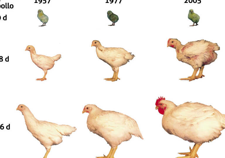 La evolución del pollo de engorde: de la granja a la mesa - Todo Engorda