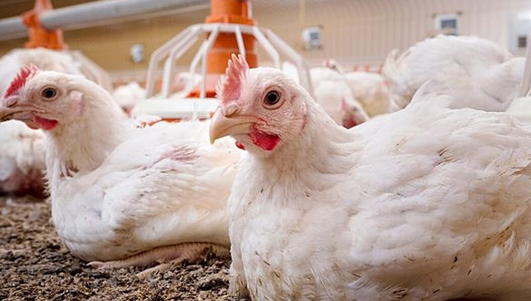 Imágenes de Pollos de Engorde: ¿Qué debemos saber? - Todo Engorda
