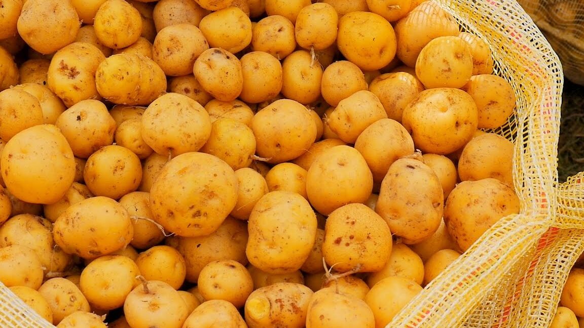 La papa criolla engorda: ¿mito o realidad? - Todo Engorda