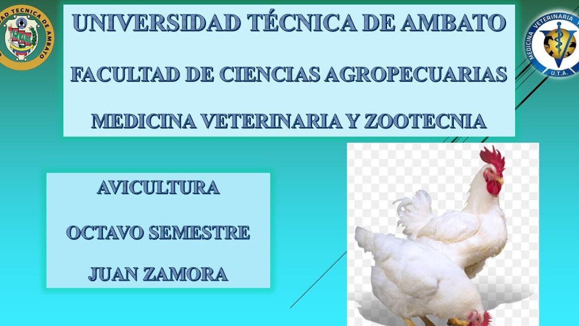 Líneas genéticas de pollos de engorde - Todo Engorda