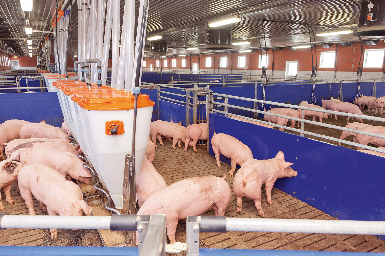 El manejo de cerdos de engorde: clave para una nutrición adecuada ...