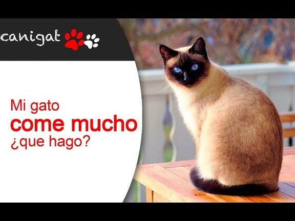 Mi gato come mucho y no engorda: ¿Qué está sucediendo? - Todo Engorda