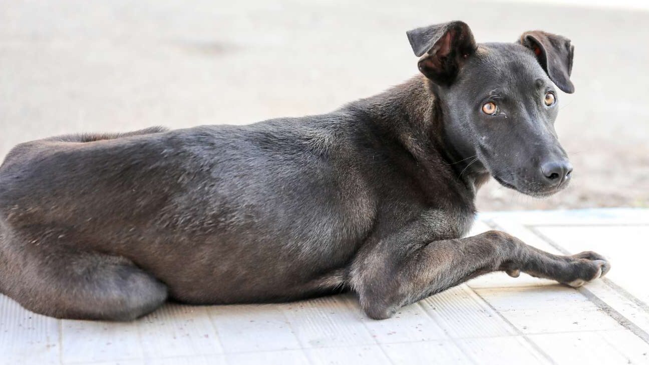 Mi perro está muy delgado y no engorda: causas y soluciones - Todo Engorda