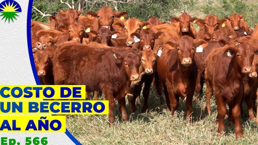 Precio de becerros para engorda: ¿qué debes saber? - Todo Engorda
