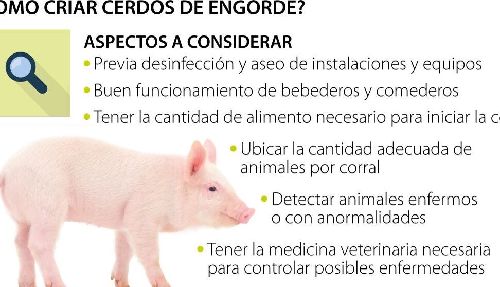 Proceso de Engorde de Cerdos: Una Mirada Detallada a la Nutrición y el ...