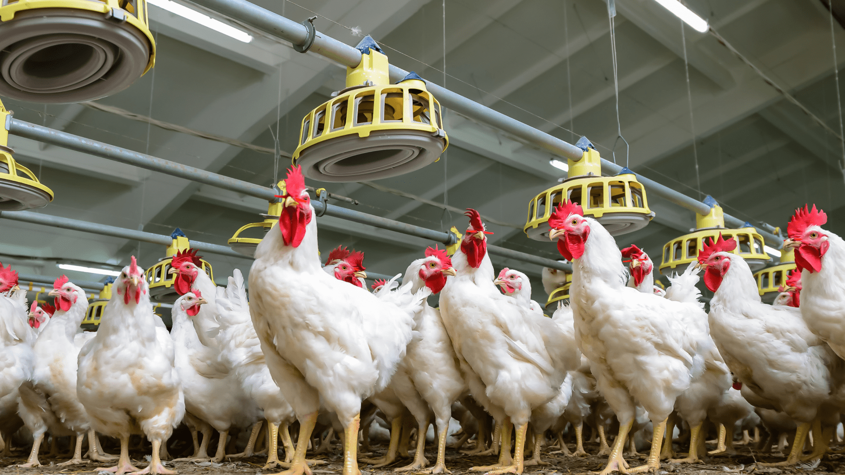 Venta de pollos de engorde en Asturias: ¿una opción saludable? - Todo ...