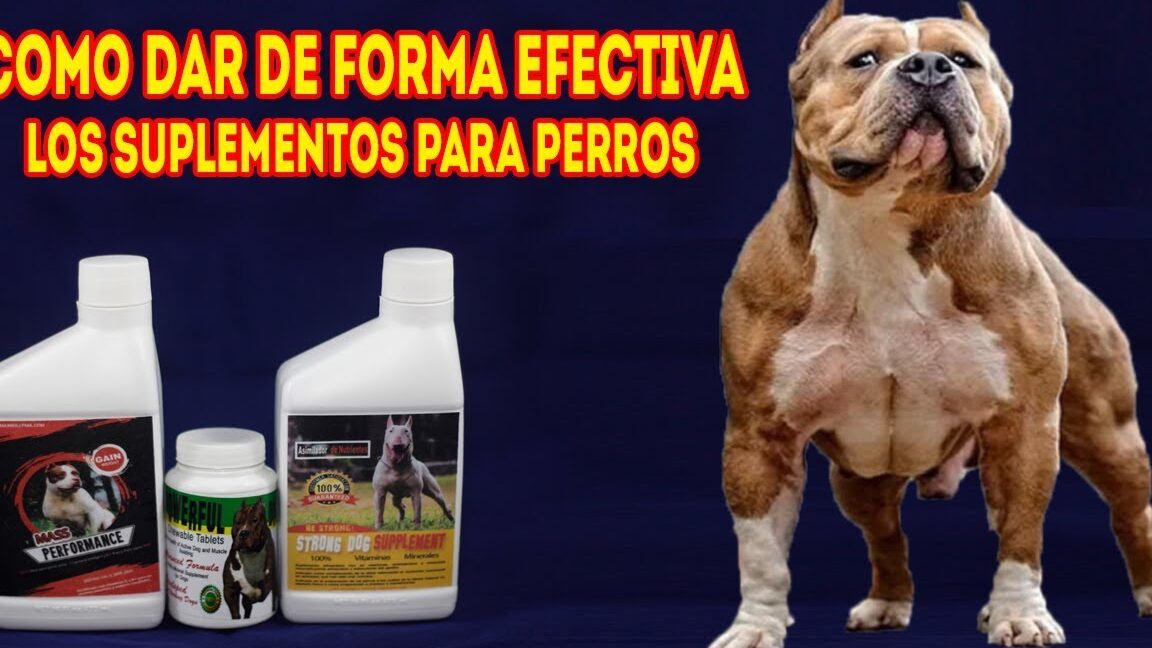 Vitaminas para que los perros engorden: ¿Son realmente necesarias ...
