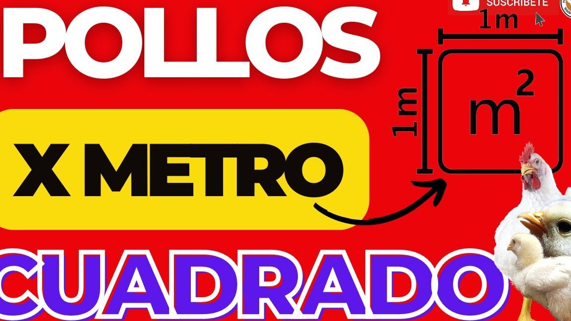 Densidad de pollos de engorde por metro cuadrado: ¿qué debes saber ...