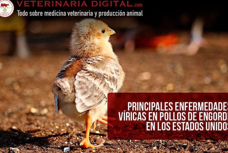 Enfermedades de pollo de engorde: una preocupación en la industria ...